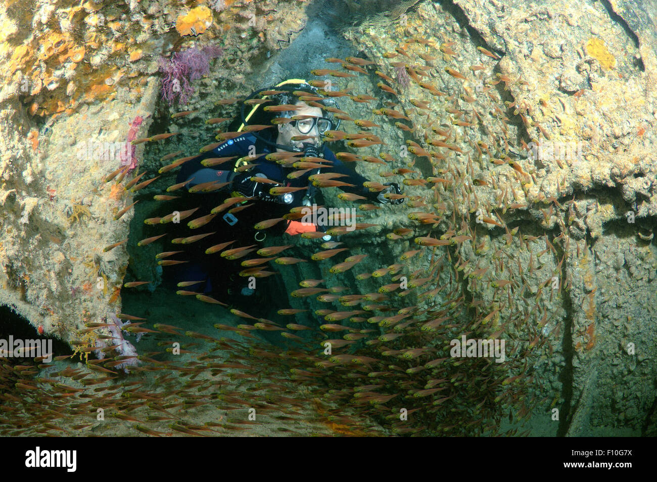 Red Sea, Egypt. 15th Oct, 2014. A diver and Glassy Sweepers (Pempheris ...