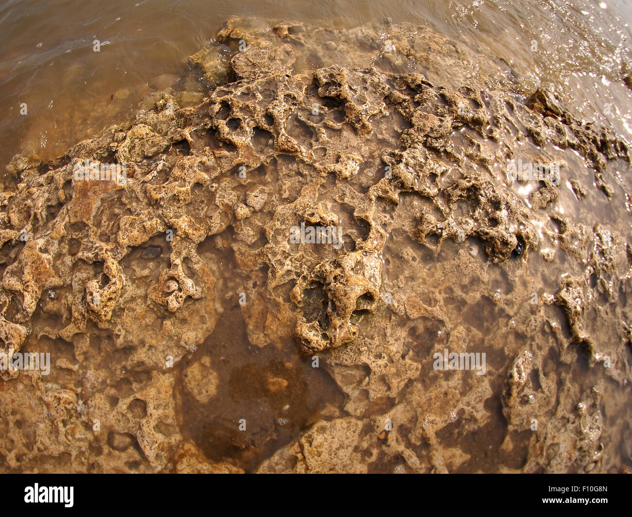 Texture of the yellow limestone on the coast in water closeup Stock ...