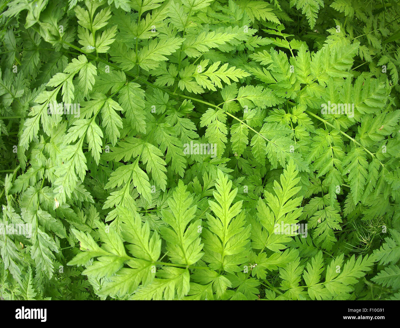 Pinnate hi-res stock photography and images - Alamy