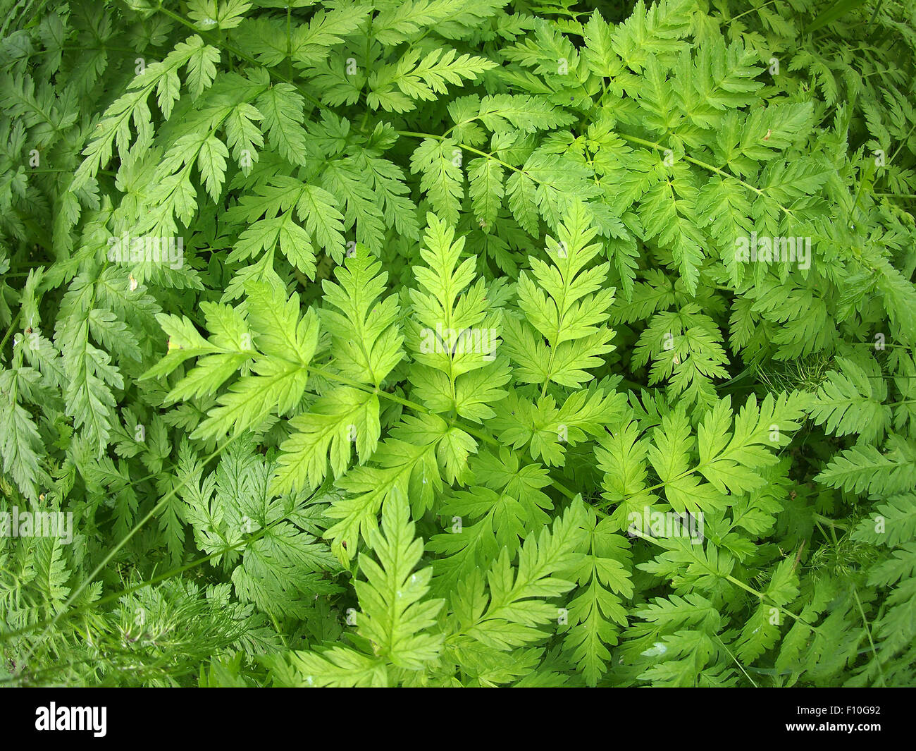 Pinnate leaves hi-res stock photography and images - Alamy