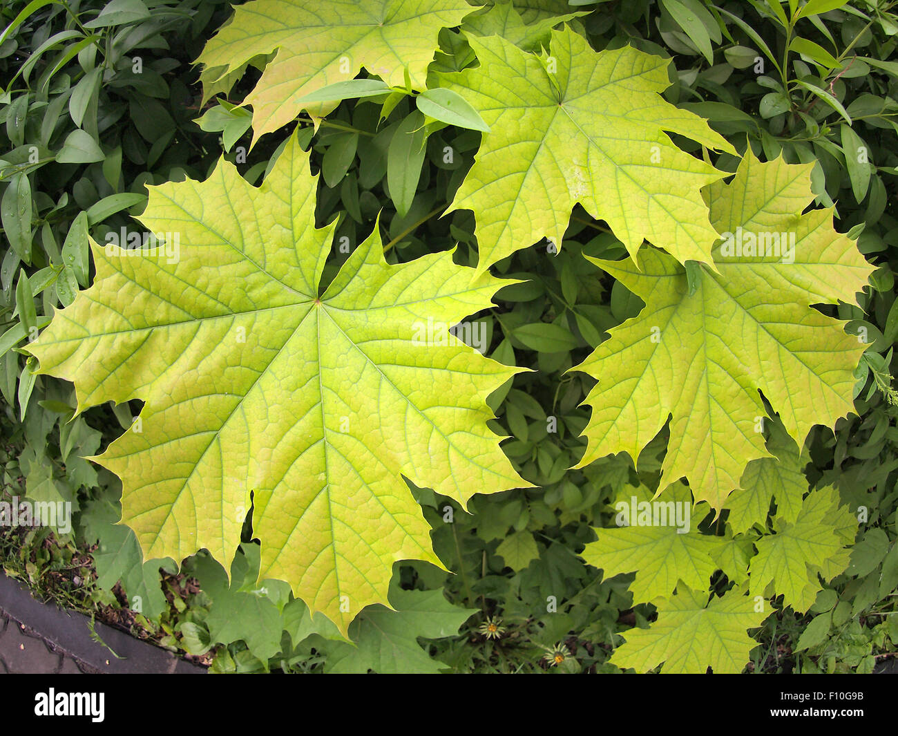 Green maple leaves close up with wide angle distortion view Stock Photo ...