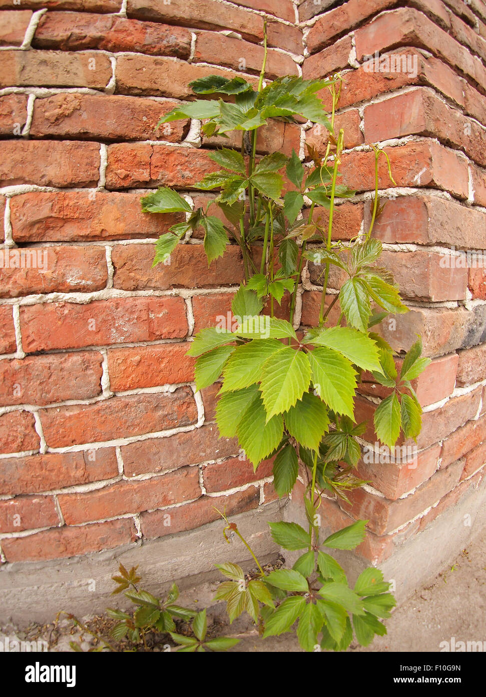 Vines on brick wall hi-res stock photography and images - Alamy
