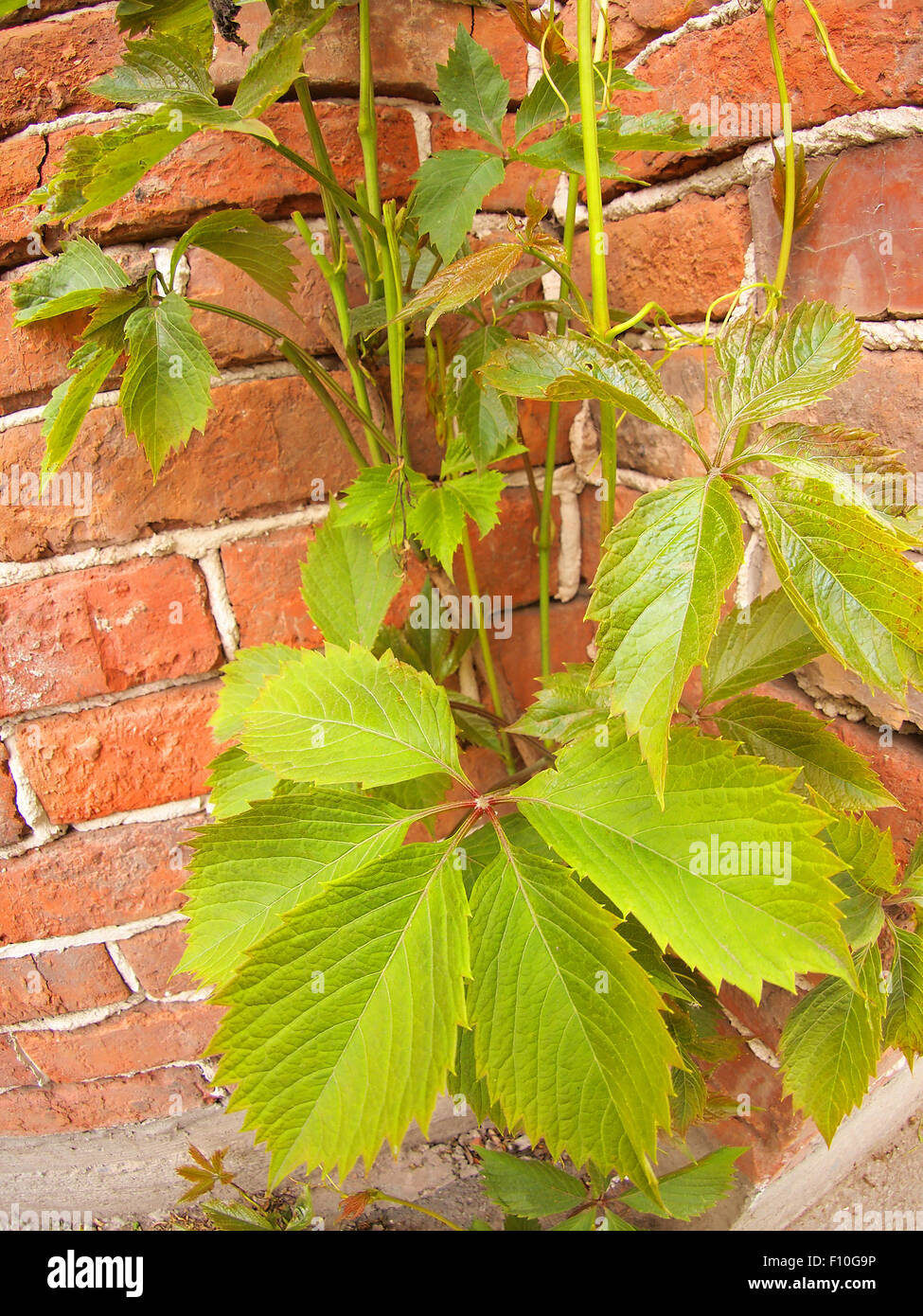 Vines on brick wall hi-res stock photography and images - Alamy