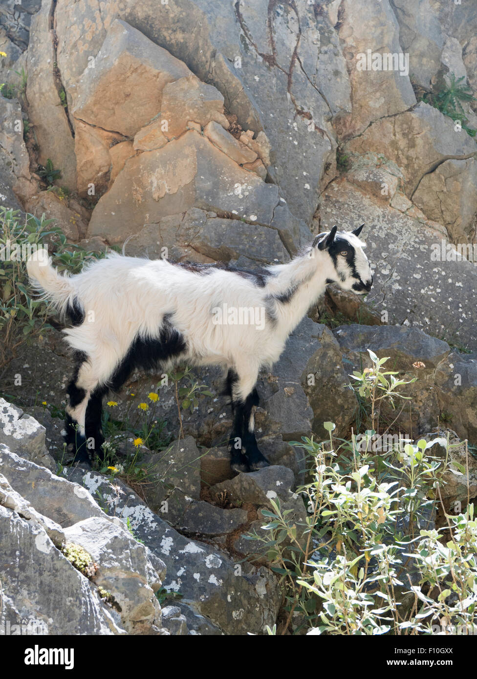 Greece goat hi-res stock photography and images - Alamy