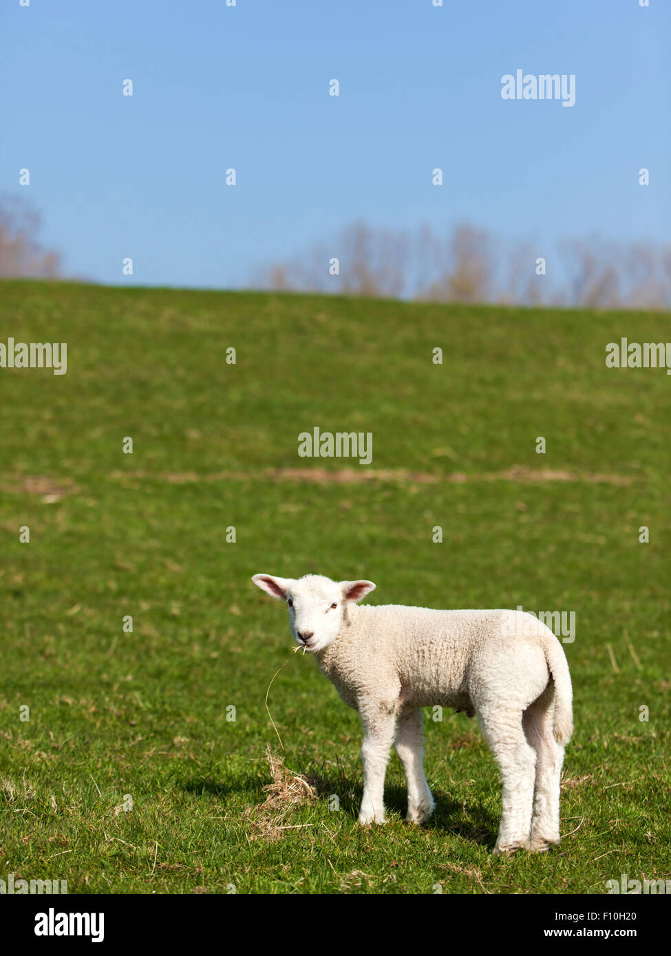 German lamb hi-res stock photography and images - Alamy