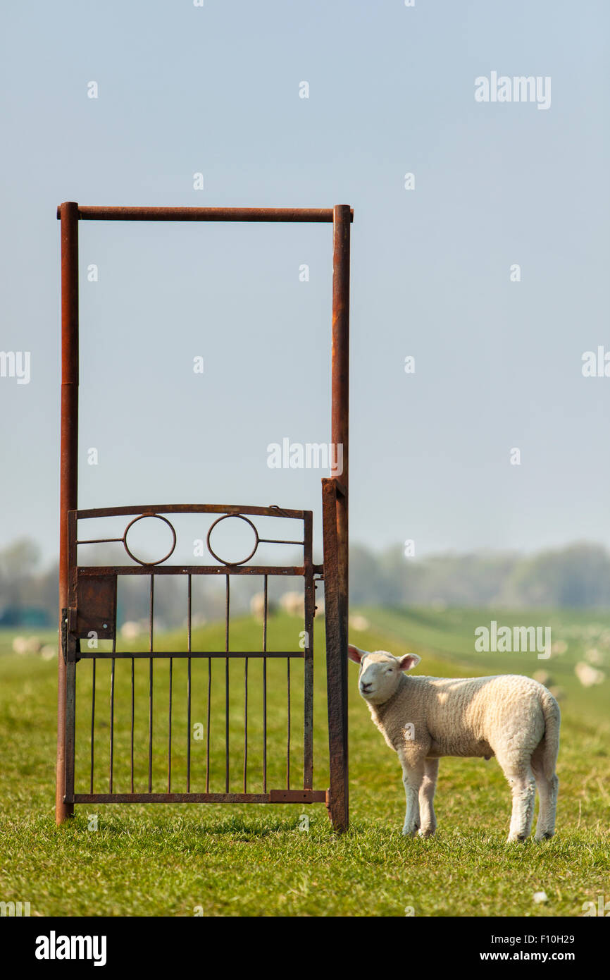 Dike gate hi-res stock photography and images - Alamy