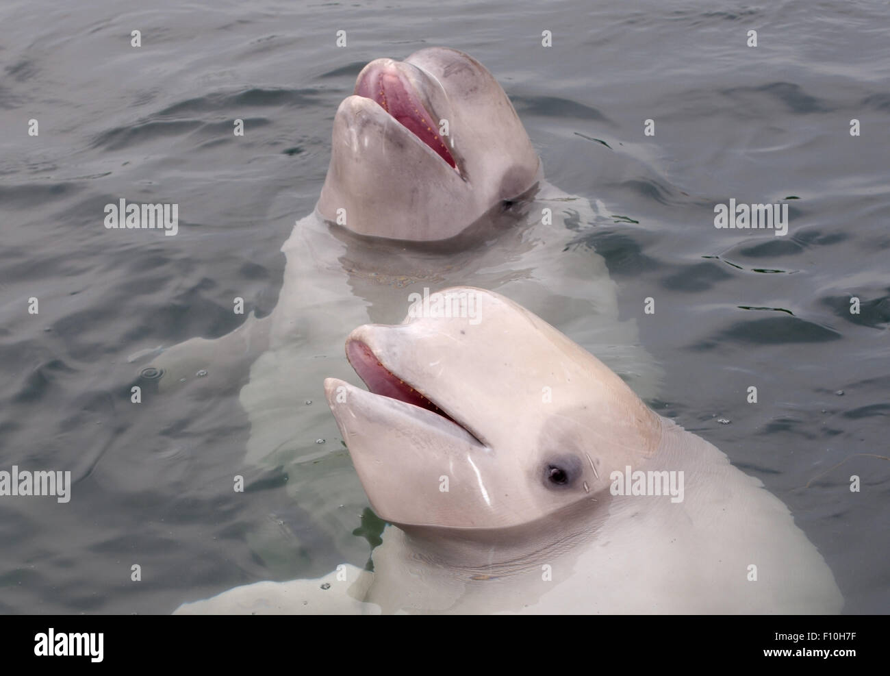 Sea Of Japan, Primorye, Far East, Russia. 15th Oct, 2014. Two young ...