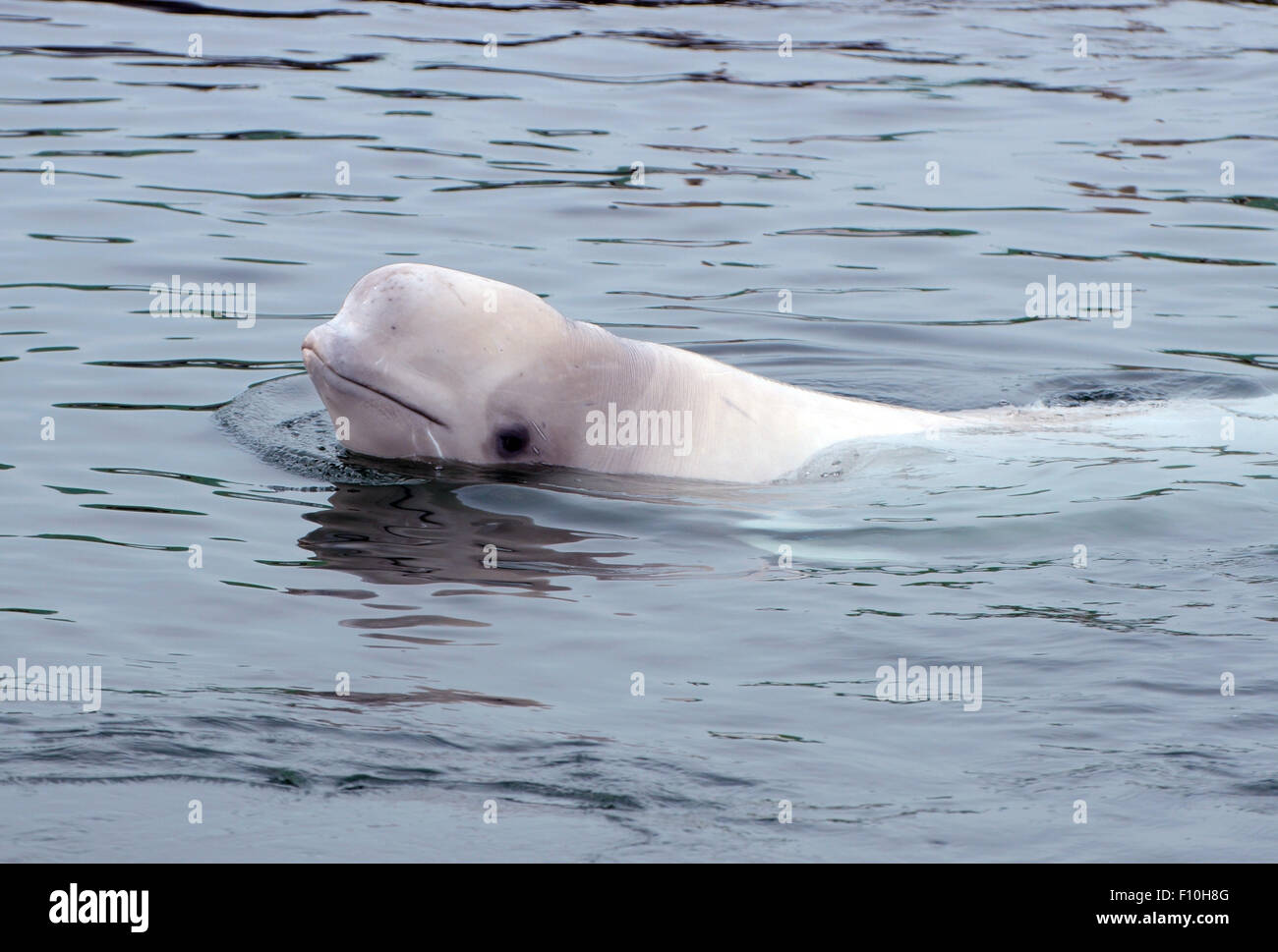 Sea Of Japan, Primorye, Far East, Russia. 15th Oct, 2014. Young beluga ...