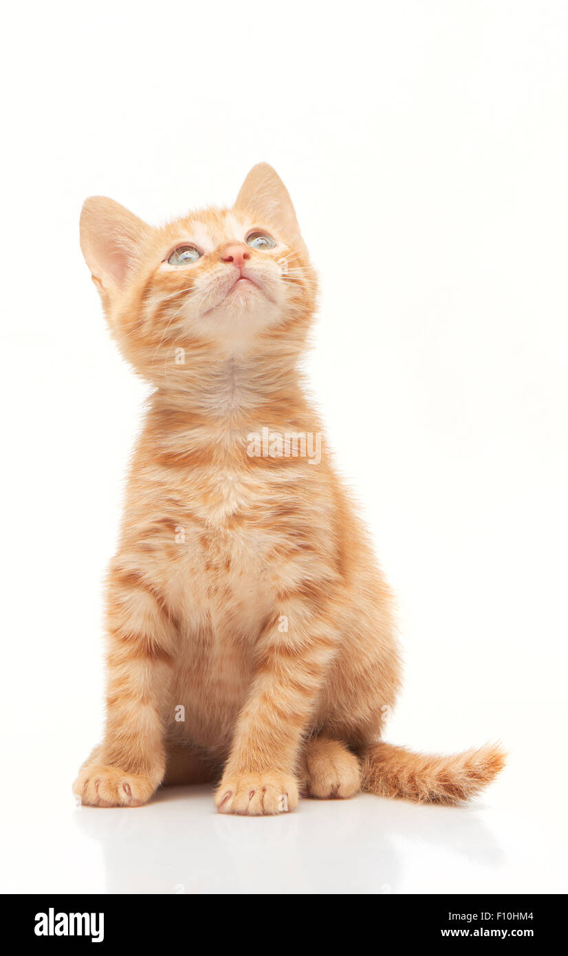 Red kitten looking up isolated on white background Stock Photo - Alamy