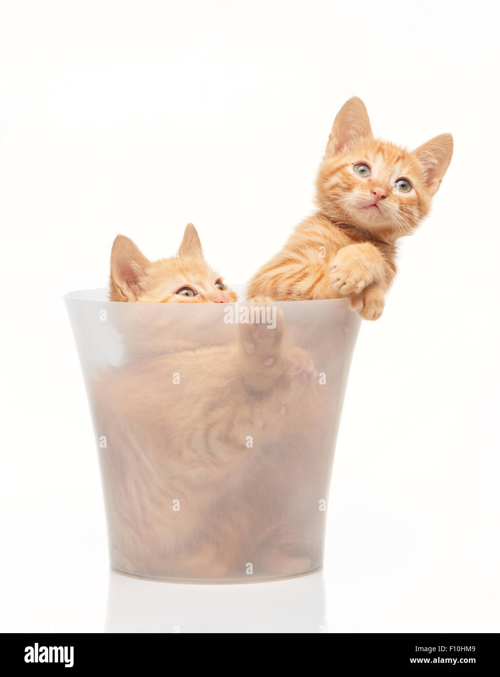 Two playful red kittens sitting in clear bucket isolated on white ...