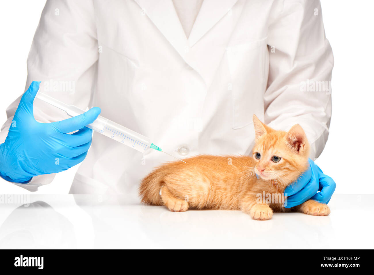 The veterinarian makes an injection to a cat with syringe over white ...