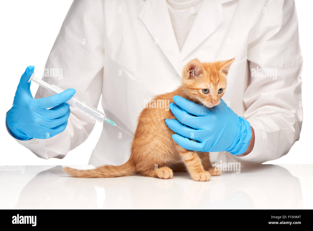 The veterinarian makes an injection to a cat with syringe over white ...