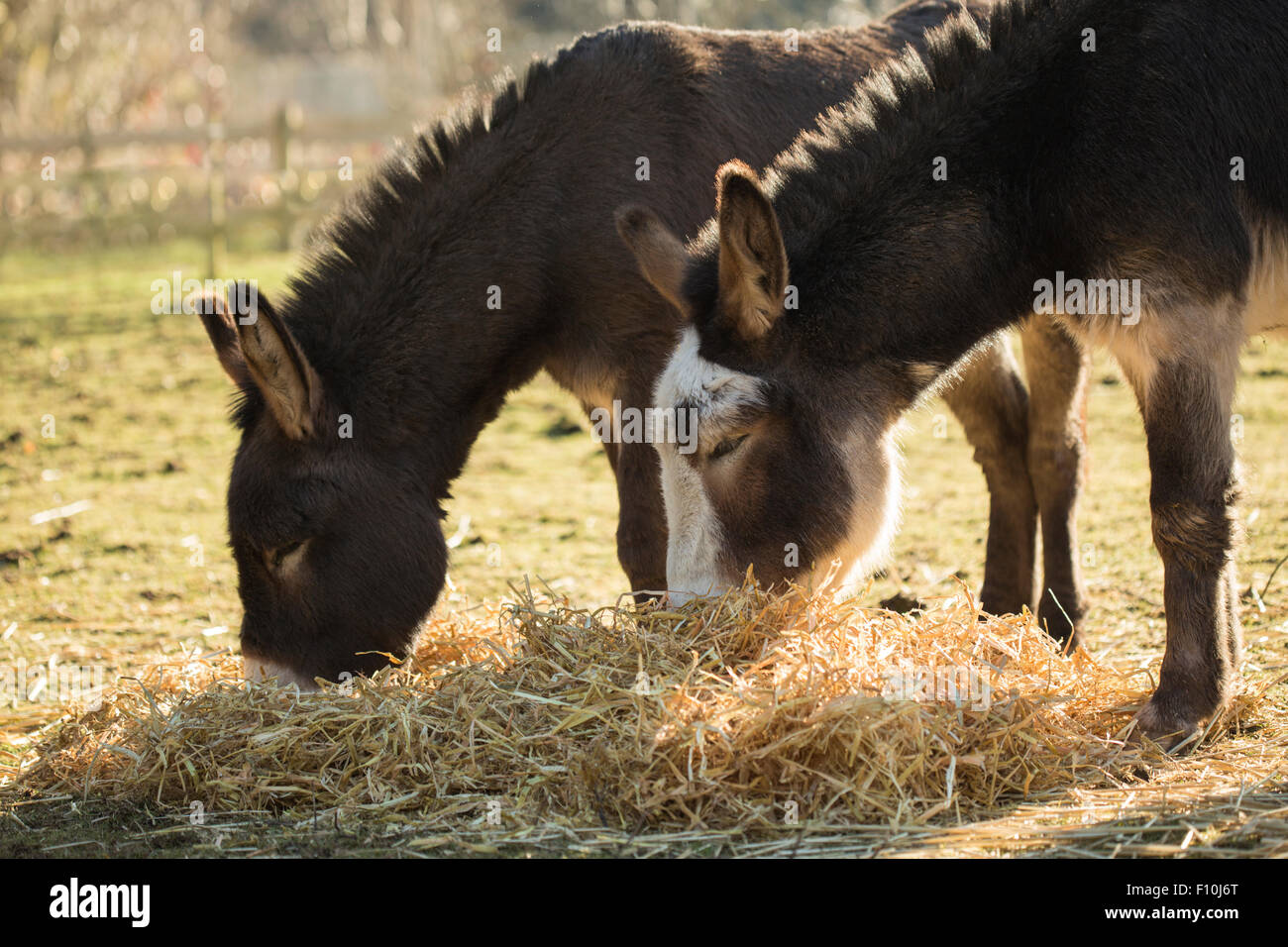 Two donkeys in field hi-res stock photography and images - Alamy