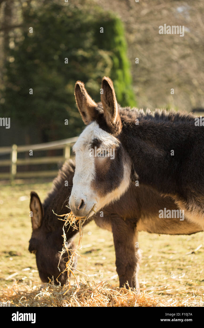 Two donkeys eating straw in a field Stock Photo - Alamy