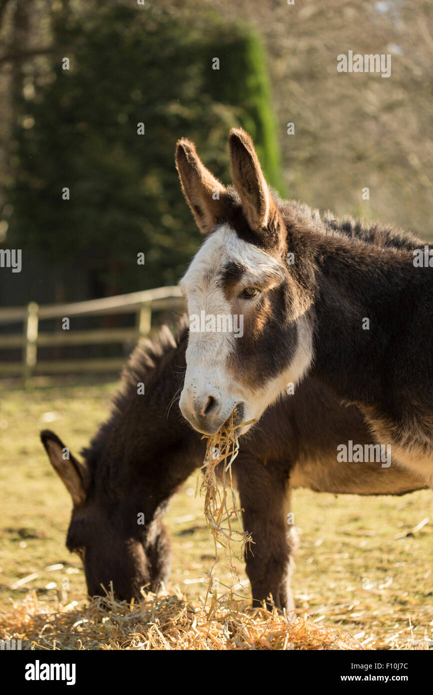Two donkeys eating straw in a field Stock Photo - Alamy