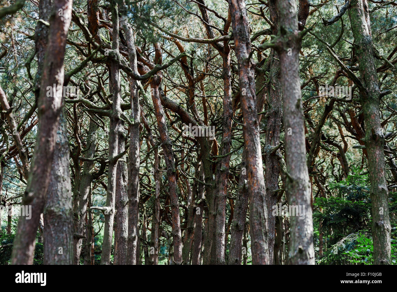 Terrible dreamy mysterious forest view, evening sunset Stock Photo - Alamy