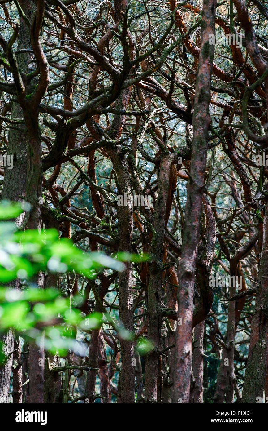 Terrible dreamy mysterious forest view, evening sunset Stock Photo - Alamy