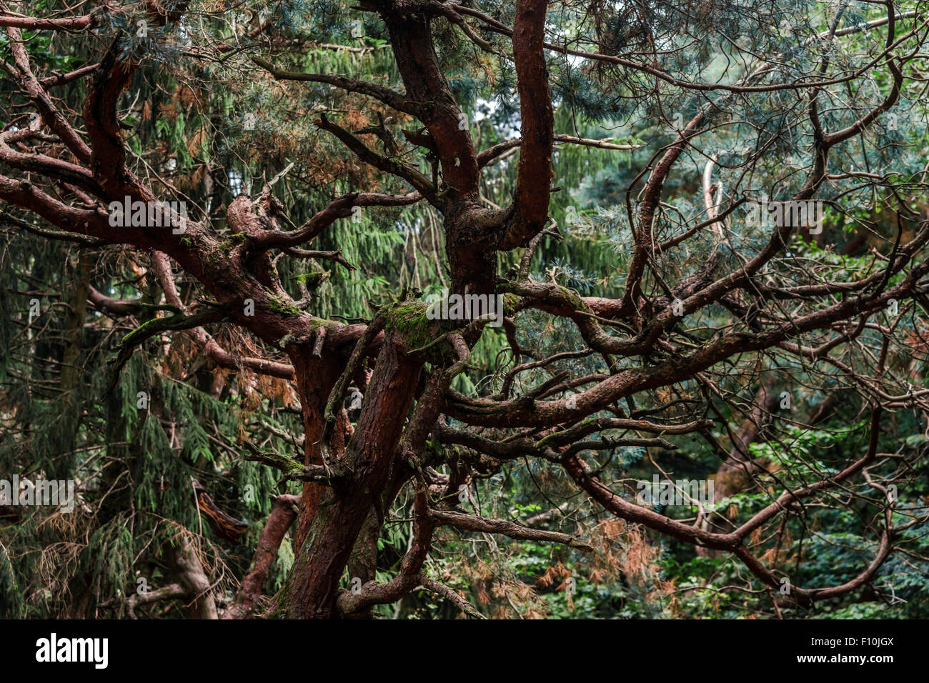 Terrible dreamy mysterious forest view, evening sunset Stock Photo - Alamy