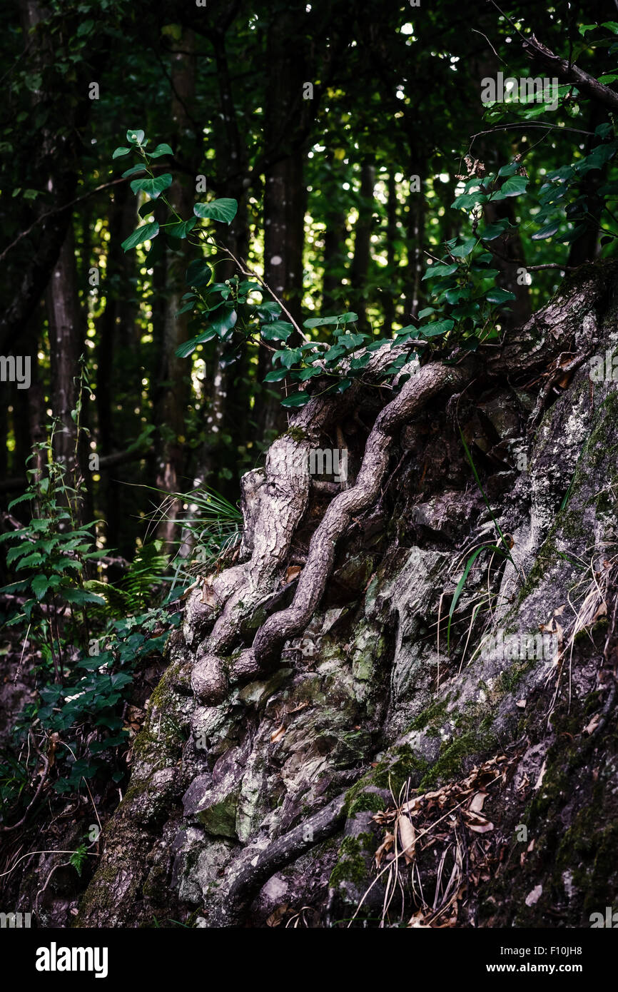 Terrible dreamy mysterious forest view, evening sunset Stock Photo - Alamy