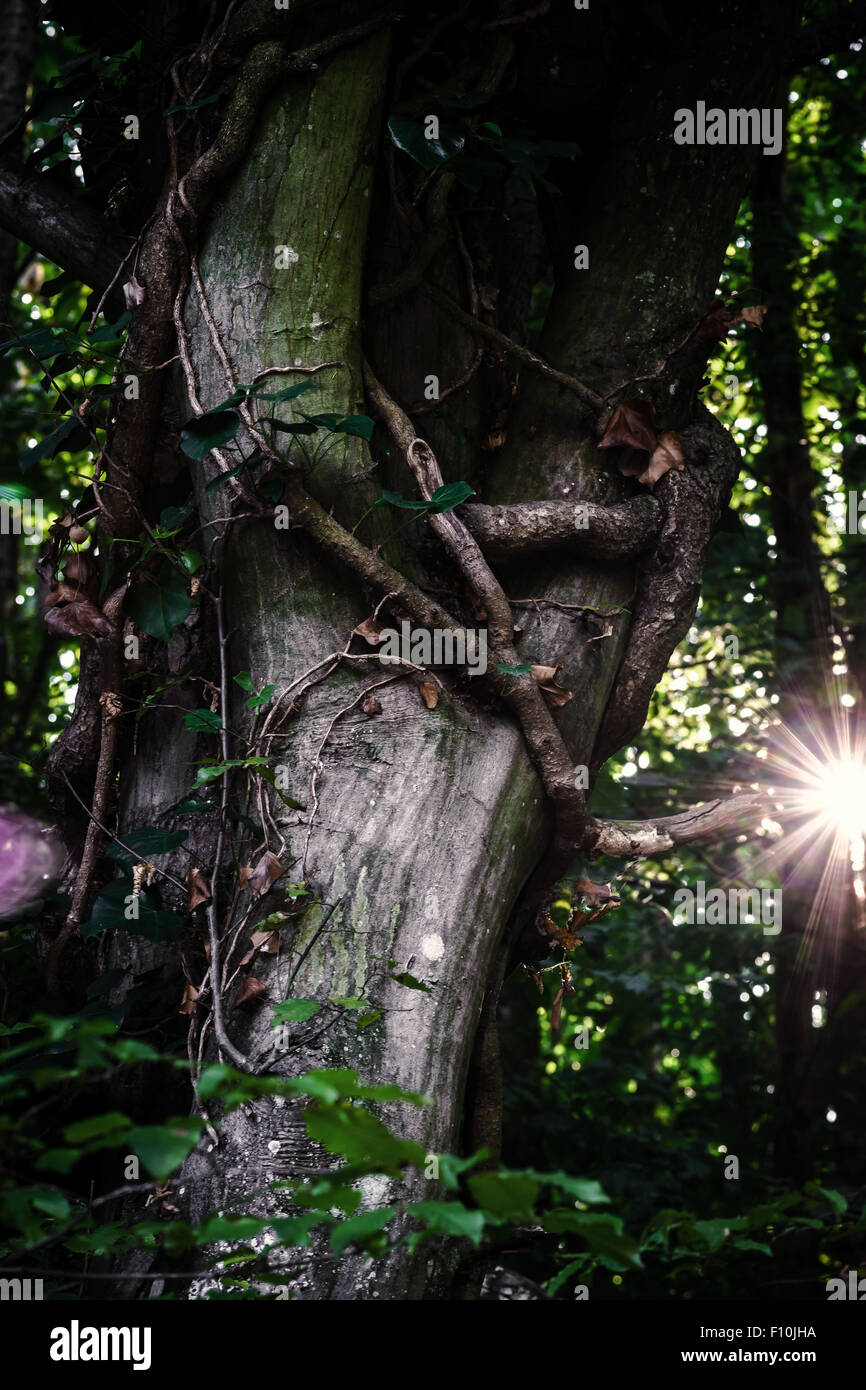 Terrible dreamy mysterious forest view, evening sunset Stock Photo - Alamy