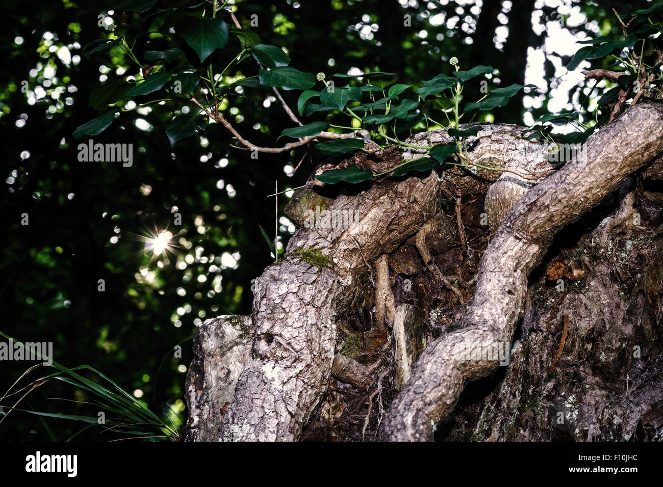 Terrible dreamy mysterious forest view, evening sunset Stock Photo - Alamy