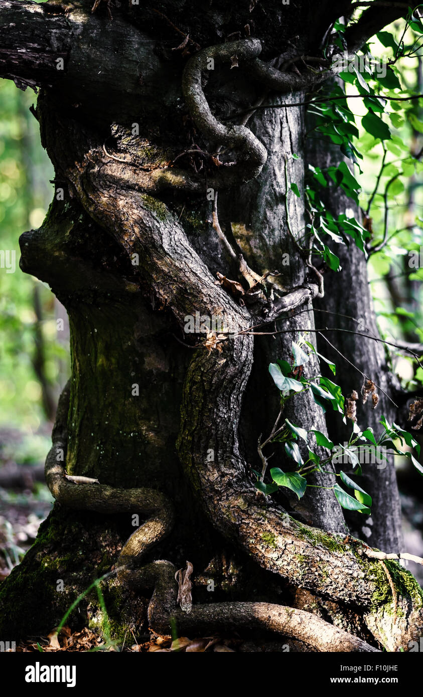 Terrible dreamy mysterious forest view, evening sunset Stock Photo - Alamy