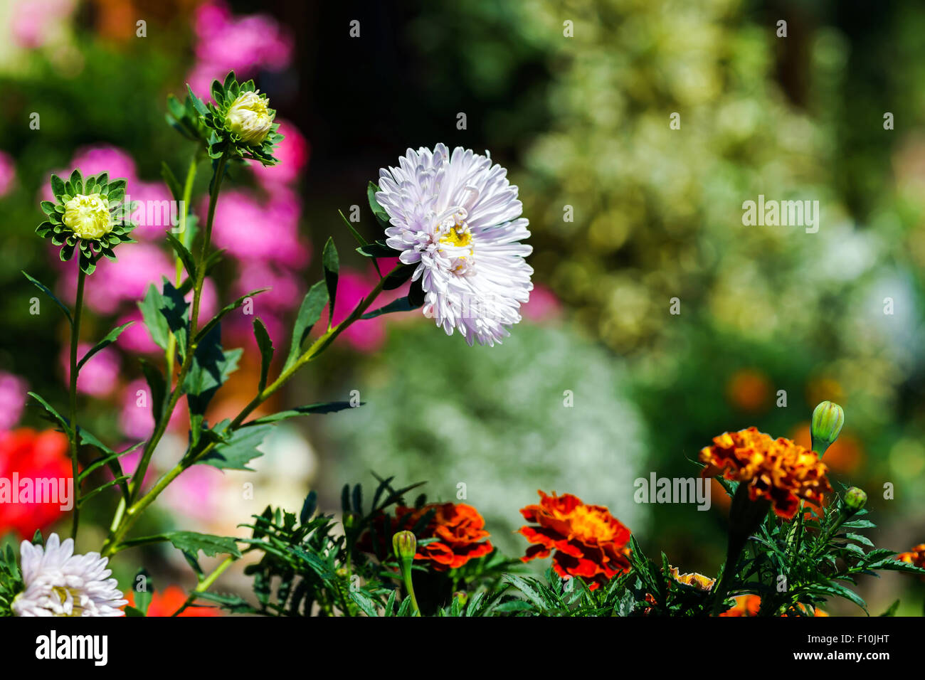 Beautiful natural flowers in private garden, summer time Stock Photo ...