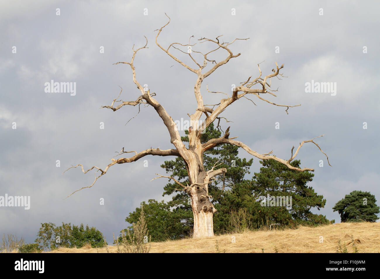 Dead tree in field. UK Stock Photo - Alamy