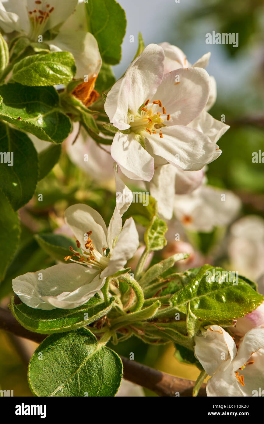 Blossom of the apple tree flowers in a spring time Stock Photo - Alamy