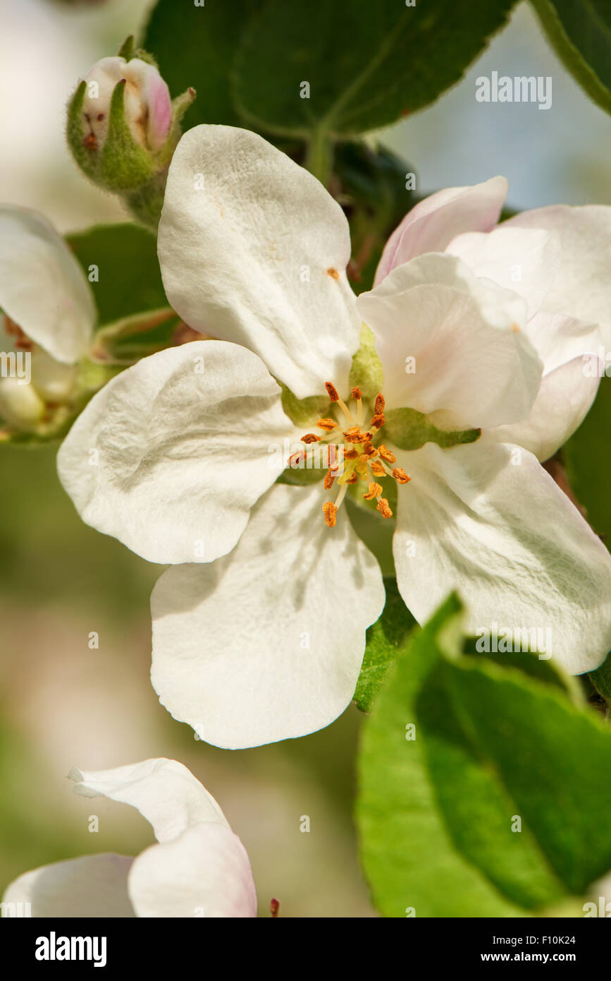 Blossom of the apple tree flowers in a spring time Stock Photo - Alamy