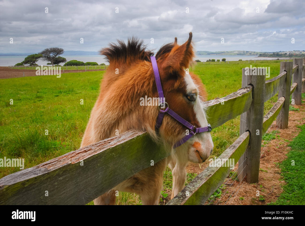 Victorian farm fence hi-res stock photography and images - Alamy