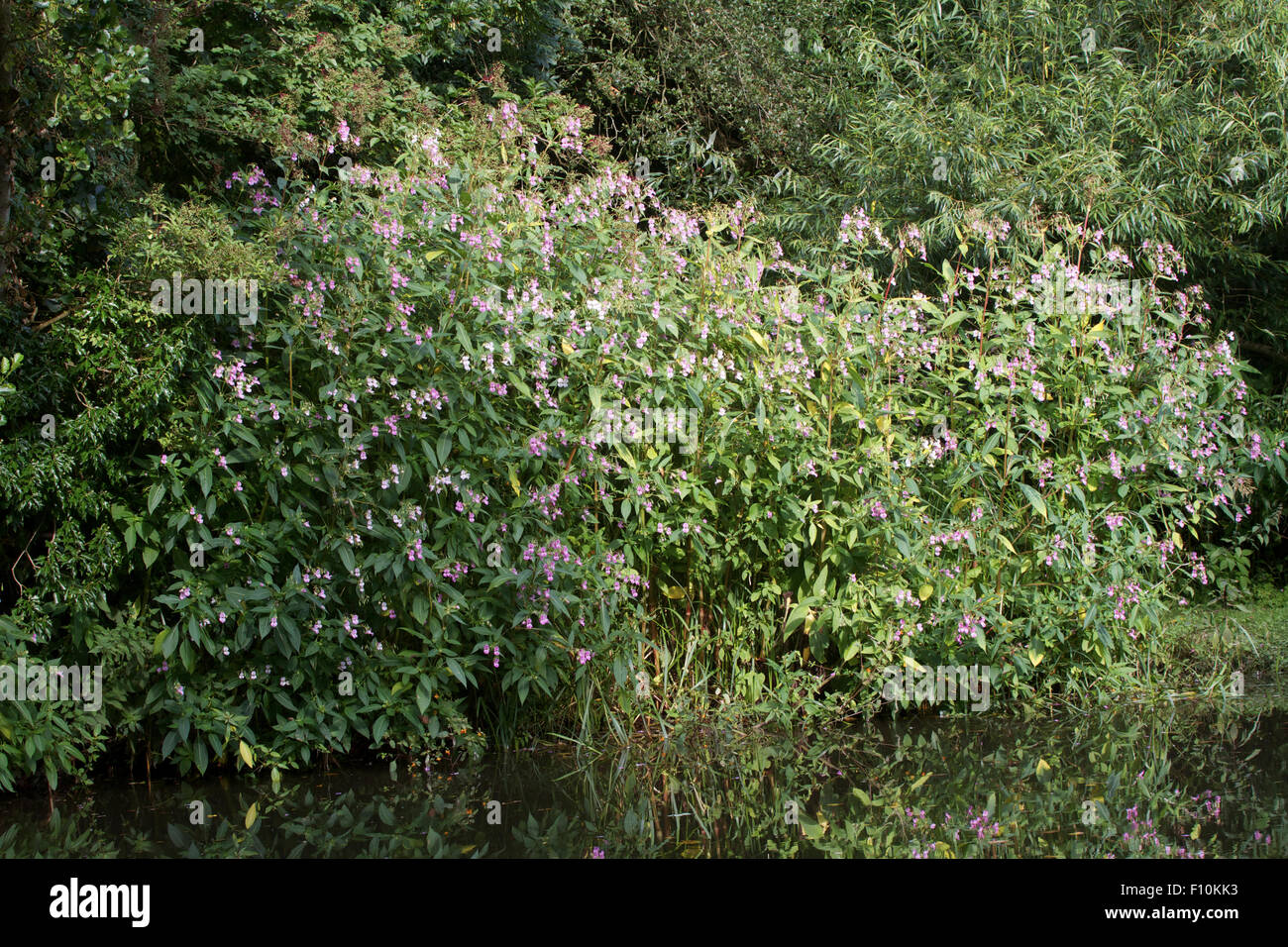 Himalayan Balsam growing at edge of the Staffordshire Worcstershire ...