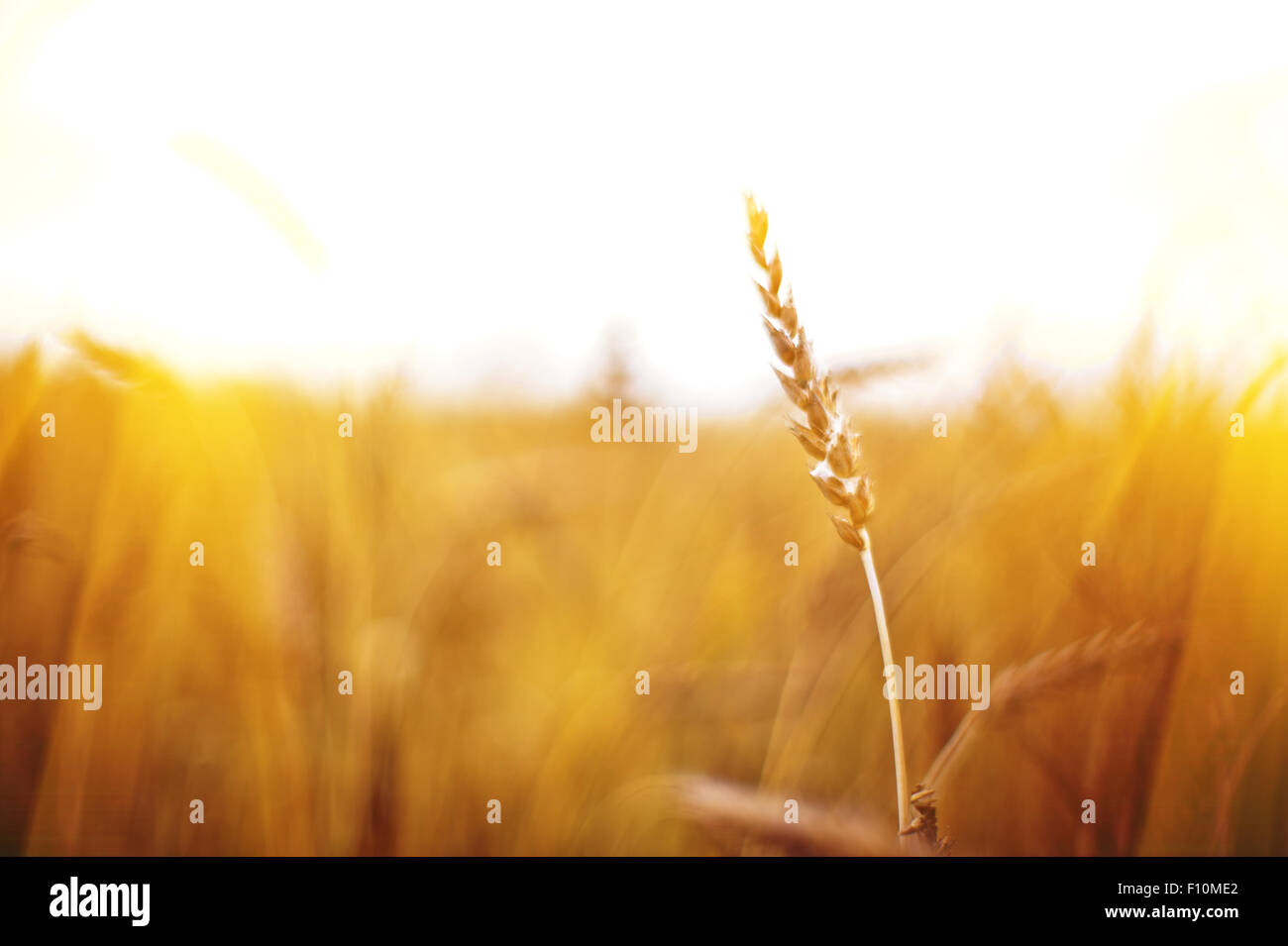Wheat field farm lands hi-res stock photography and images - Alamy