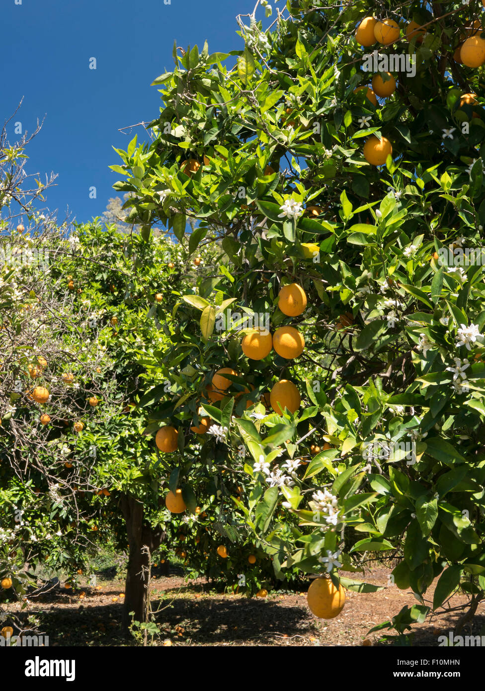 Orange groves hi-res stock photography and images - Alamy
