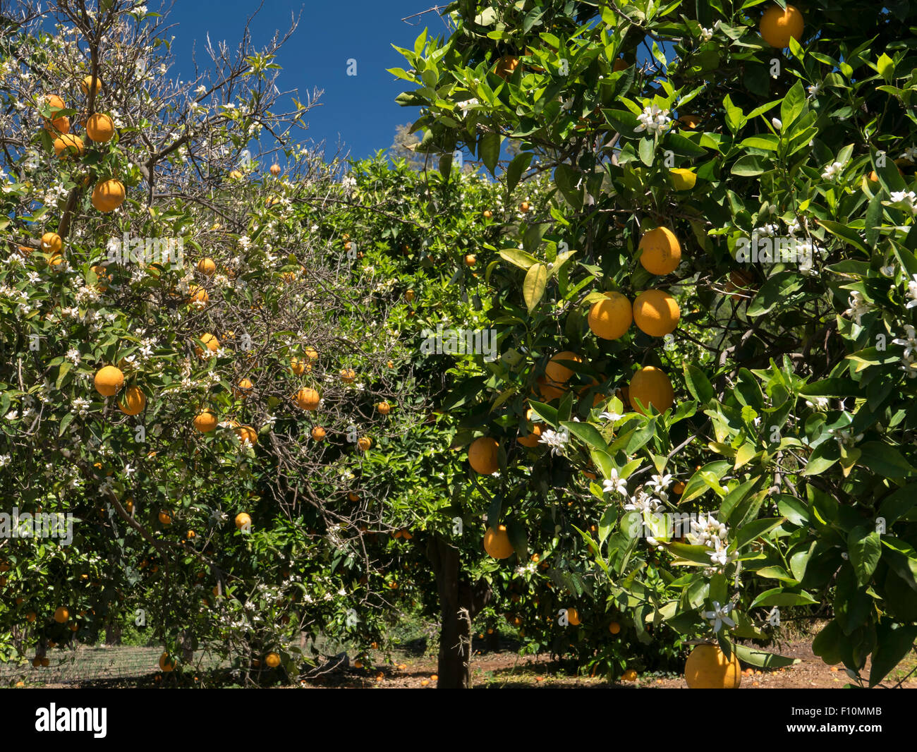 Orange groves, Omalos, Crete, Greece Stock Photo - Alamy