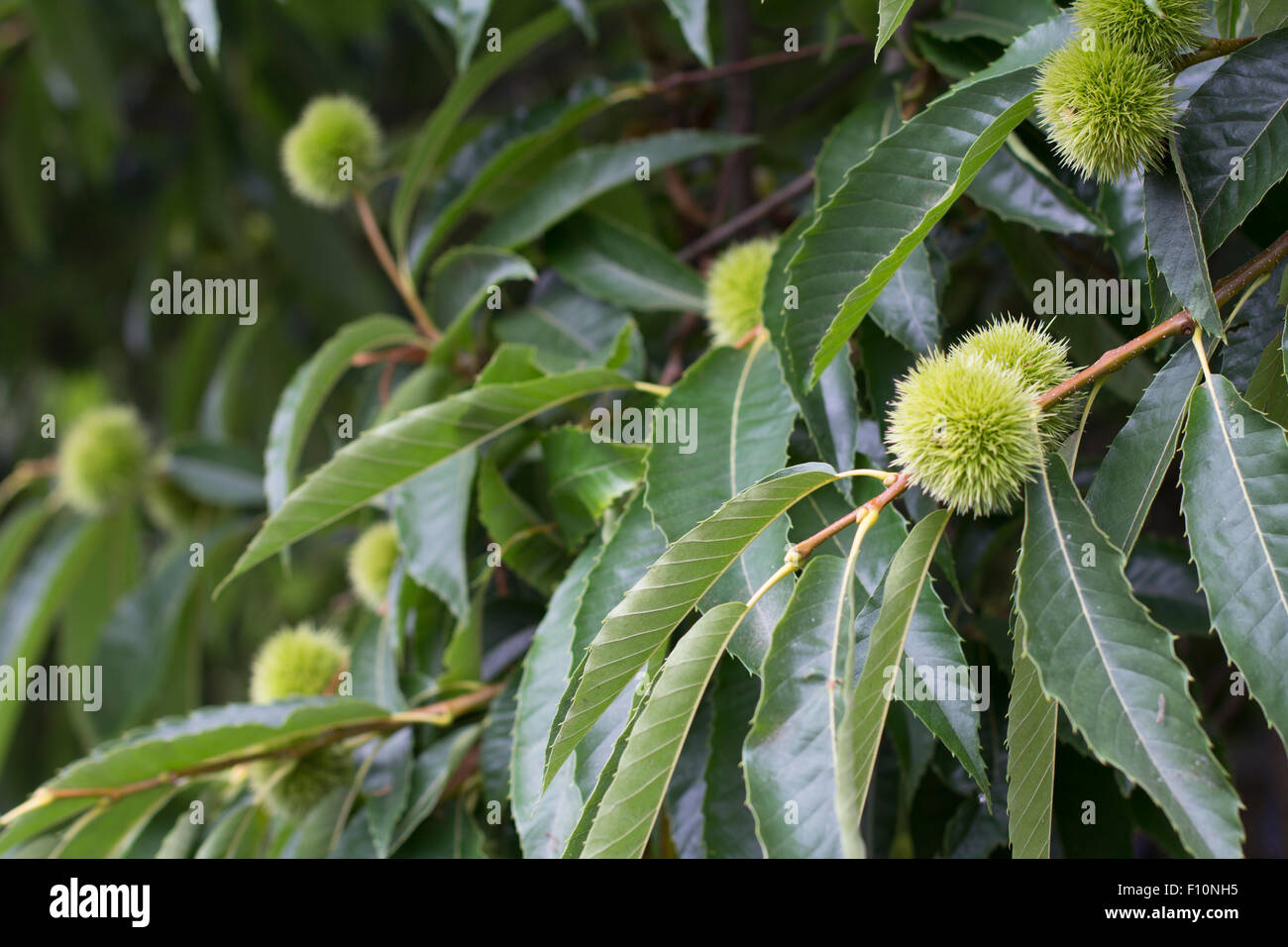 Chestnuts in a tree Stock Photo - Alamy