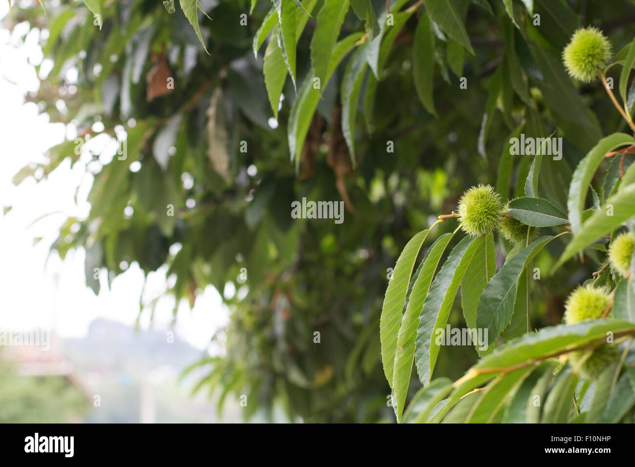 Chestnuts in a tree Stock Photo - Alamy