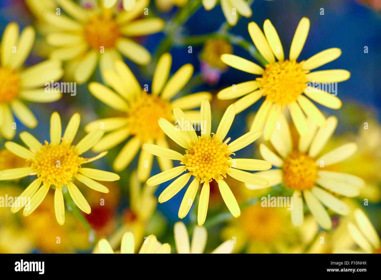 yellow summer flowers Doronicum in the meadow Stock Photo - Alamy