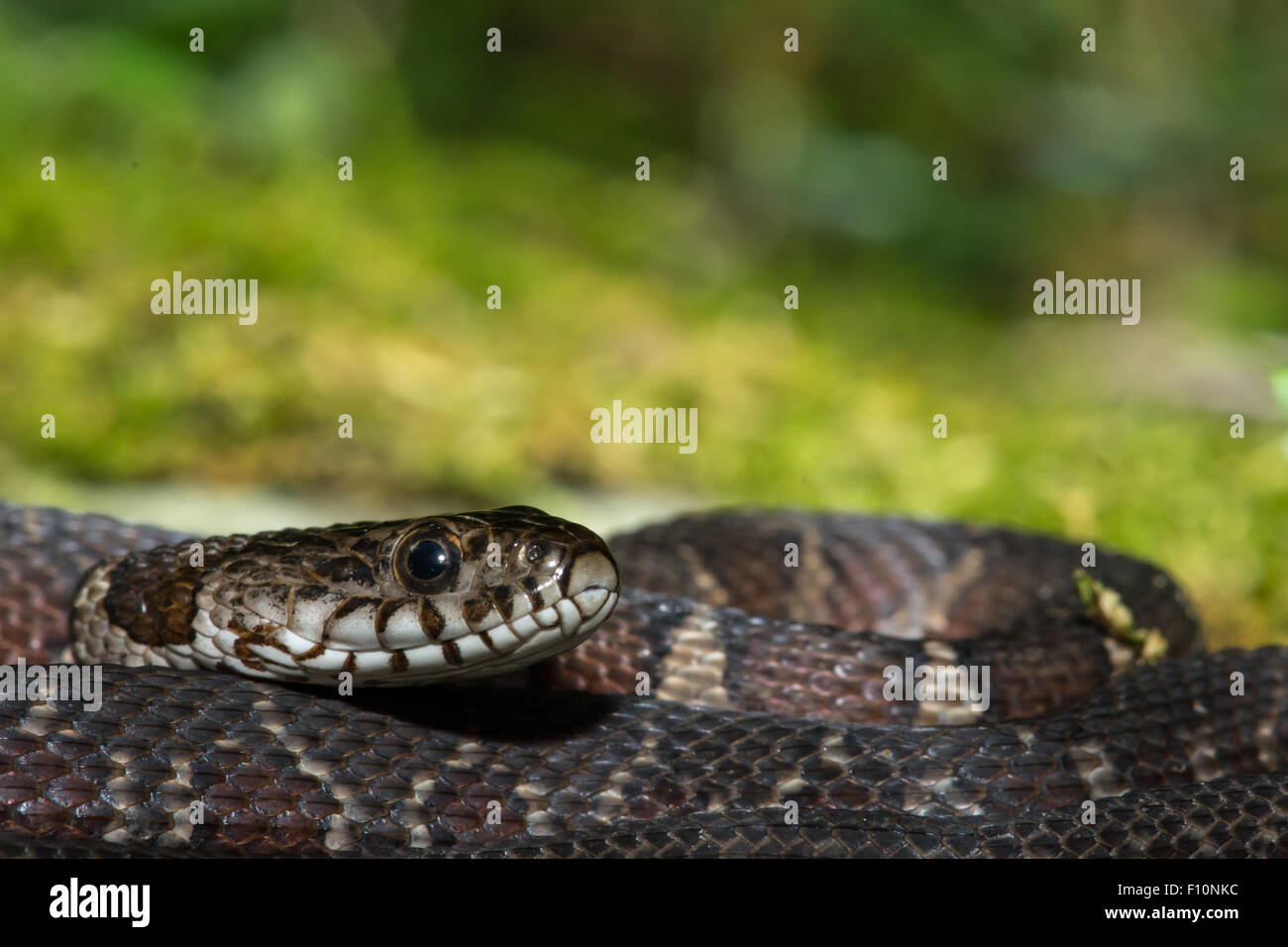 Northern Water Snake Stock Photo - Alamy