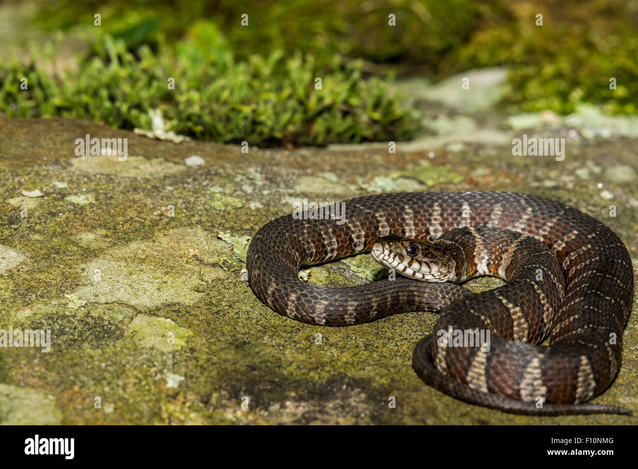 Northern Water Snake Stock Photo - Alamy