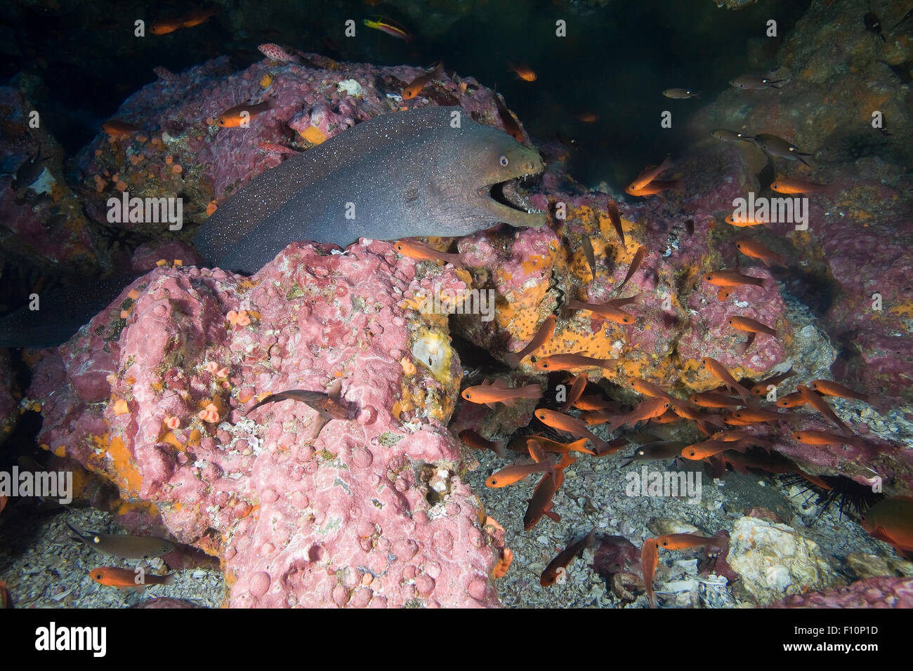 MORAY EEL SWIMMING ON CORAL REEF WITH SMALL RED FISH Stock Photo - Alamy