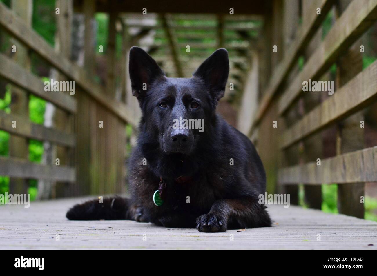 German Shepherd dog on bridge Stock Photo - Alamy