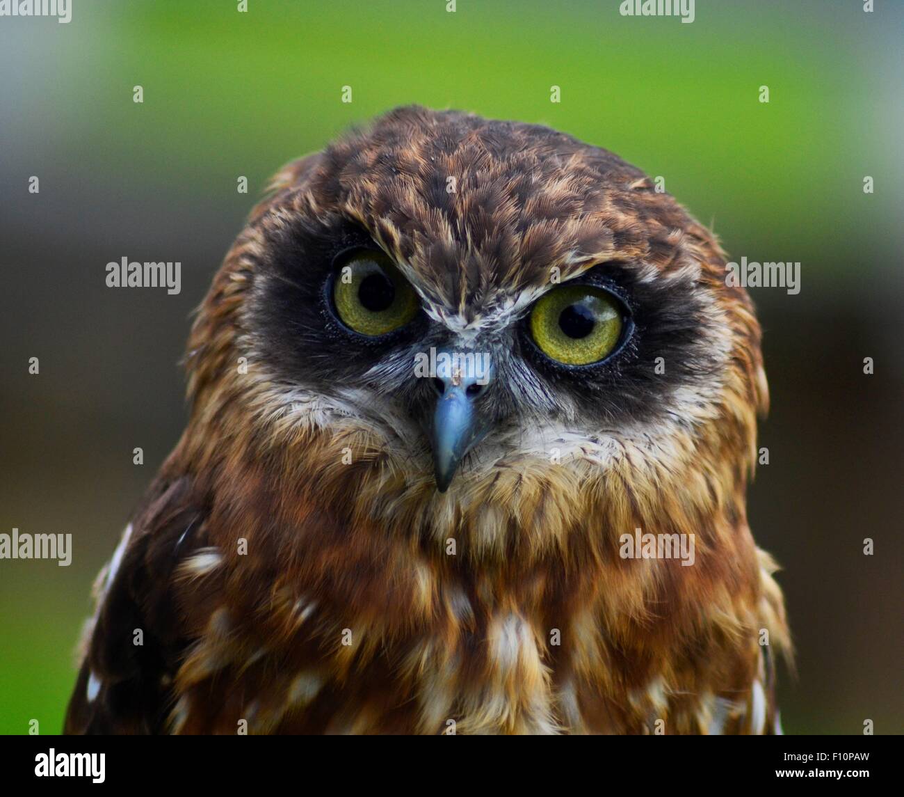 An owl on its perch Stock Photo - Alamy