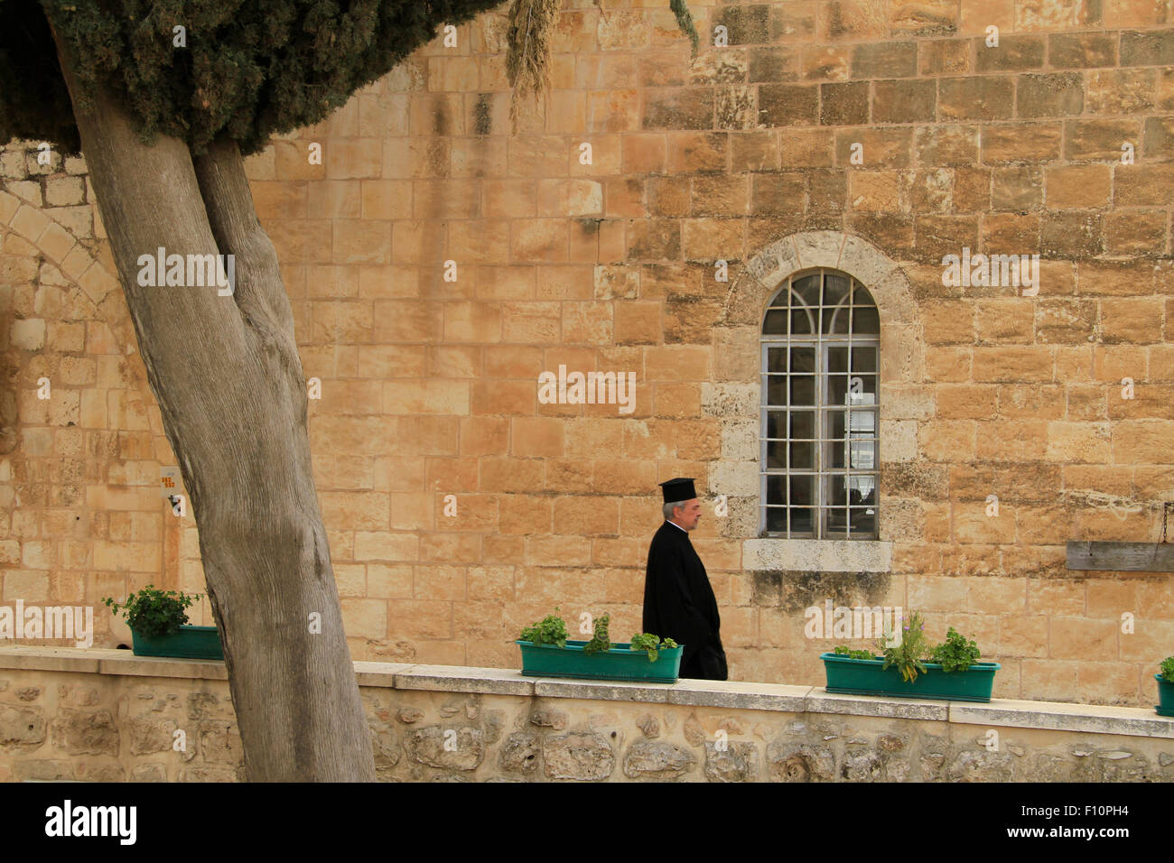 Israel, Jerusalem, Cypress tree at the Greek Orthodox Monastery of the ...