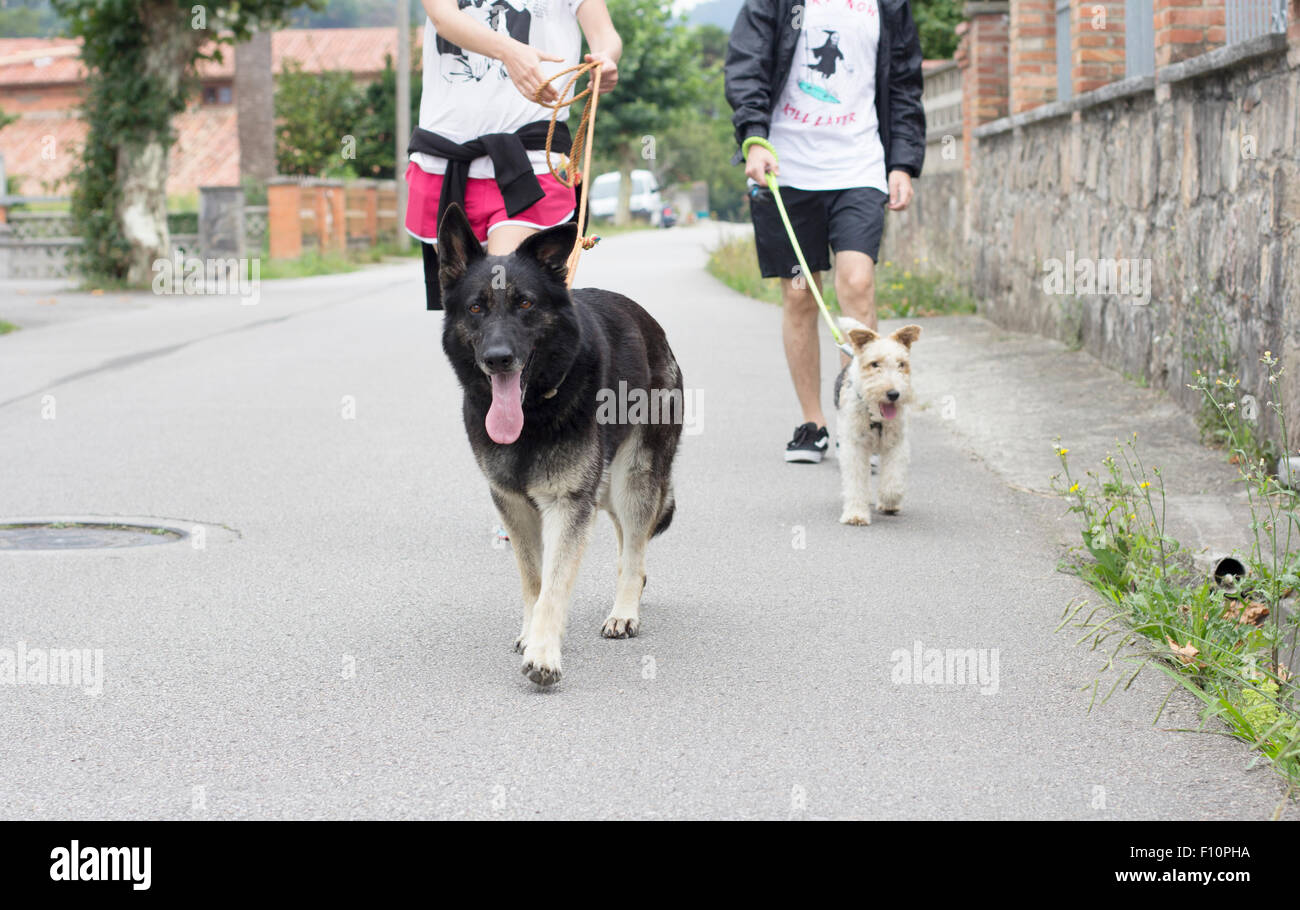 Couple Walking With Two Dogs High Resolution Stock Photography and ...