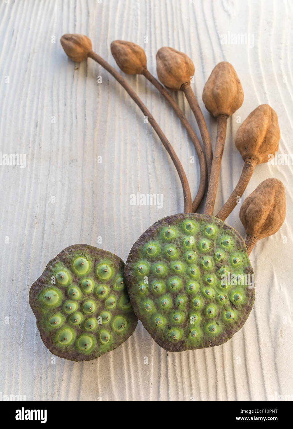 Blossom calyx hi-res stock photography and images - Alamy