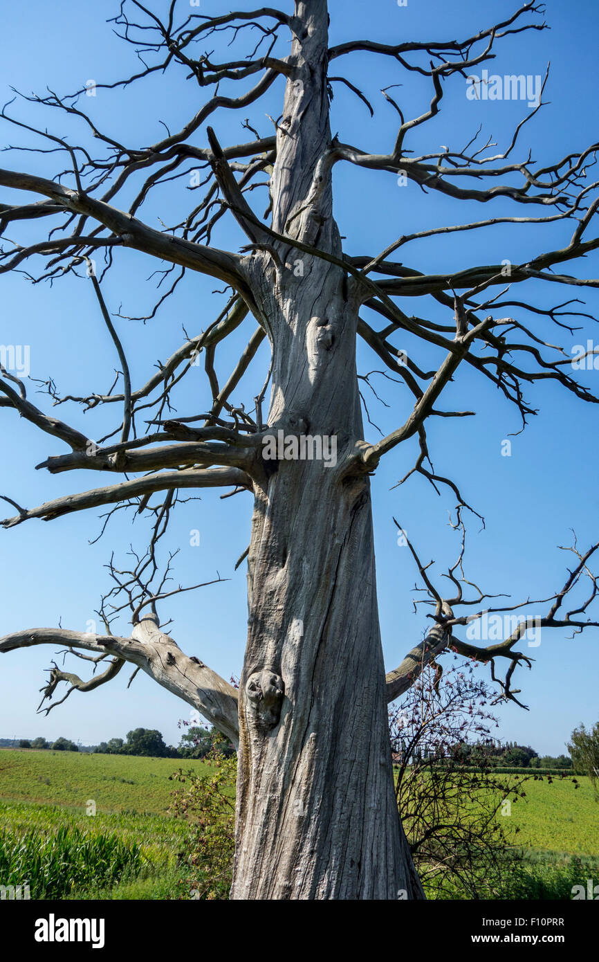 Dead battle scarred sweet chestnut tree, remnant near Château de ...