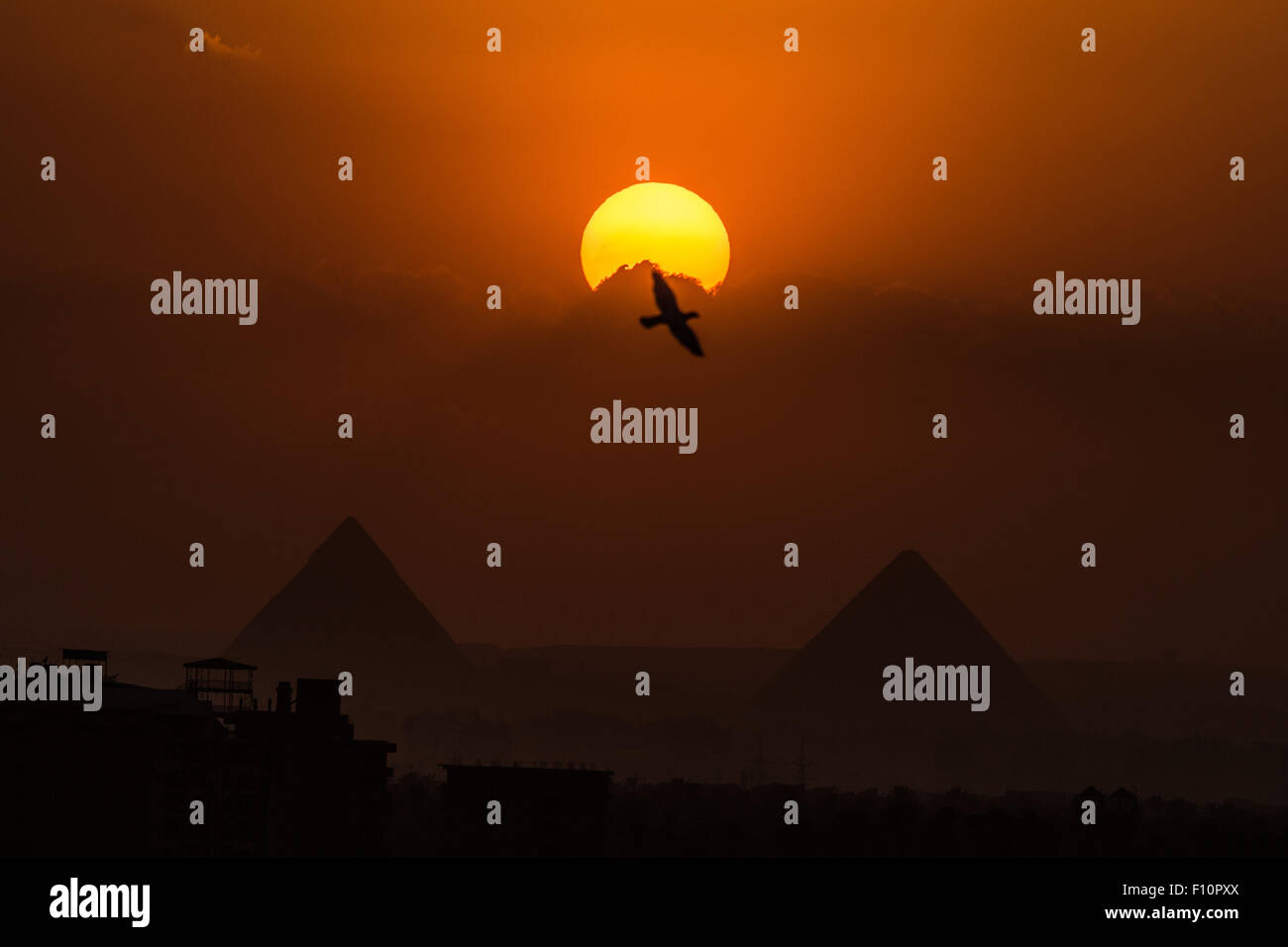 Cairo, Egypt. 24th Aug, 2015. A bird flies over the Nile River on whose ...