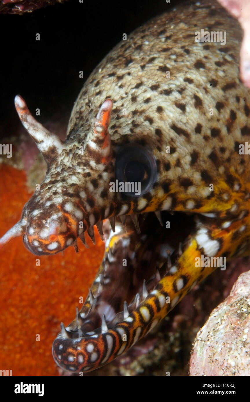 CLOSE-UP FACE VIEW OF MORAY EEL MOUTH OPEN Stock Photo - Alamy