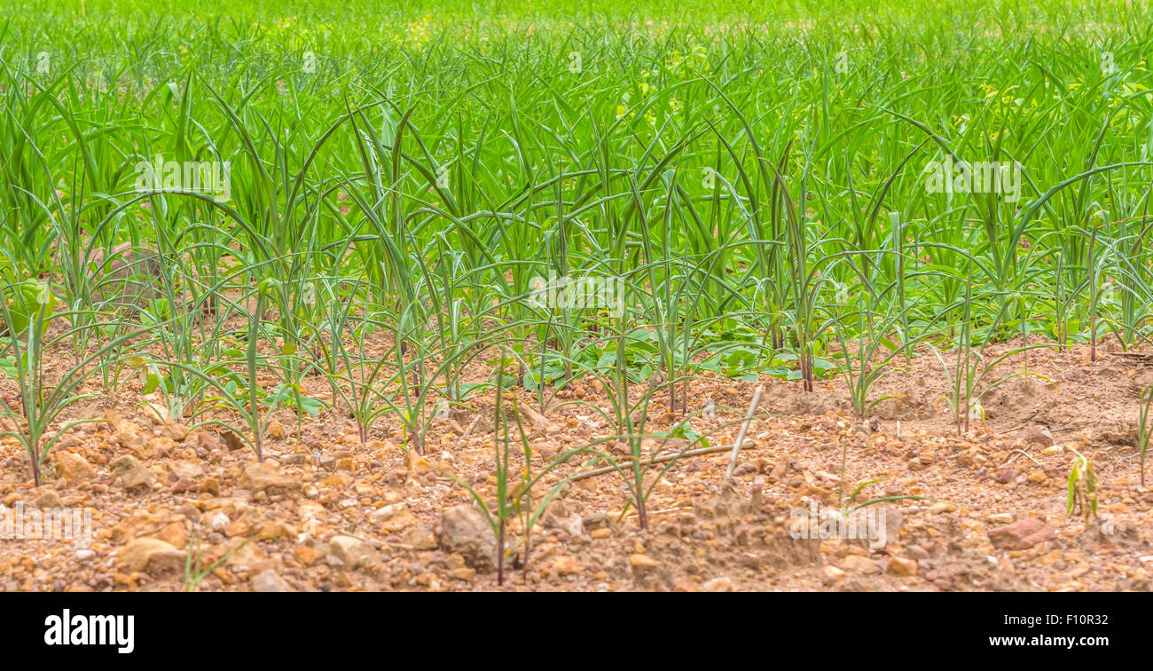 Cots tree hi-res stock photography and images - Alamy